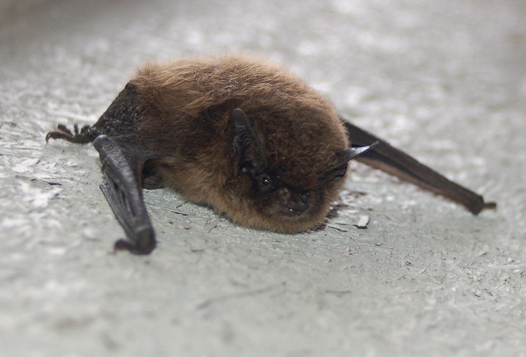 Brandt’s bat, whiskered bat and Natterer’s bat | looduskalender.ee